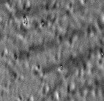 Sebastian Schuon's Research Blog: MOKE: Images of Micromagnets